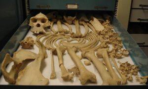 The Tragic Tale of Ham The Chimp • Morbidology